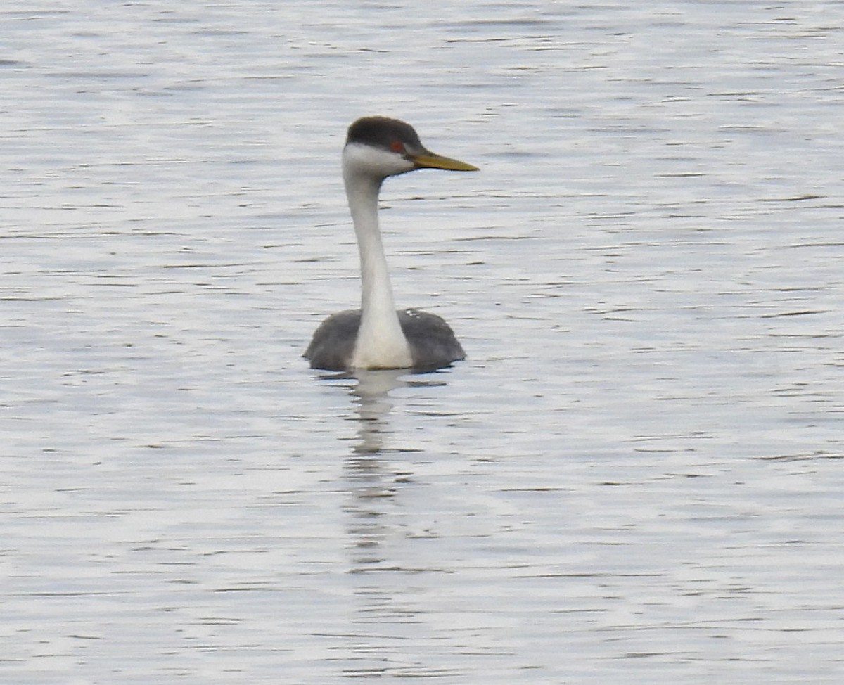 eBird Checklist - 11 Nov 2024 - Sikes Lake - 15 species