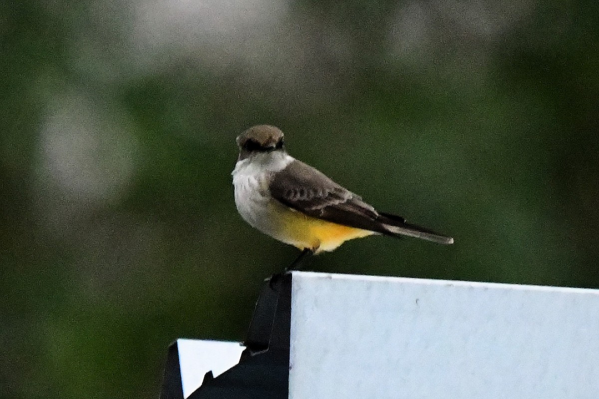 eBird Checklist - 11 Nov 2024 - I.G. Levy Park North (formerly Scranton ...