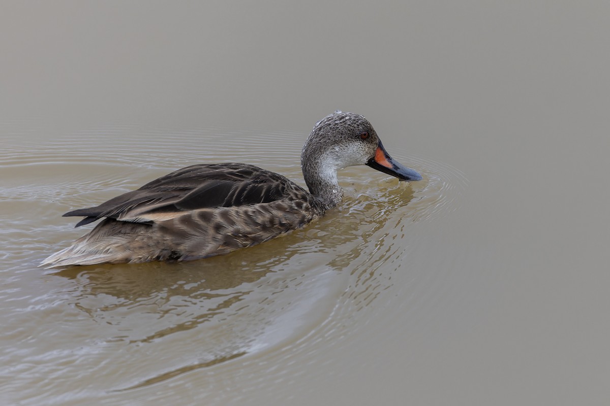 eBird Checklist - 23 Oct 2024 - Isabela--Poza de los flamingos de Pto ...