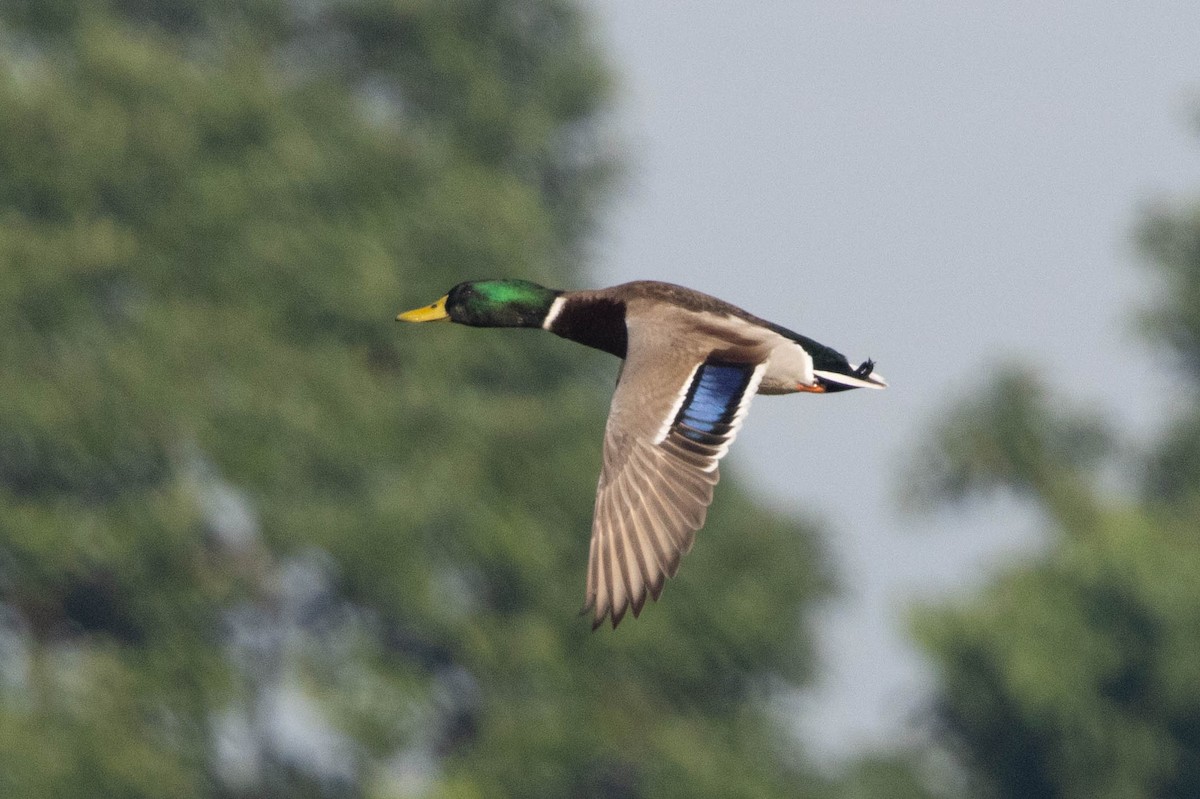 eBird Checklist - 12 Nov 2024 - Maguri Beel (Maguri Wetland) - 32 species