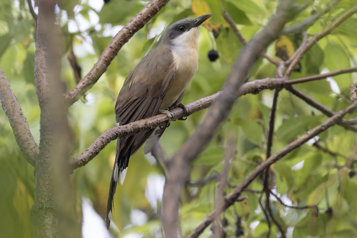 eBird Checklist - 24 Oct 2024 - Floreana--Galapaguera, senderos y Asilo ...