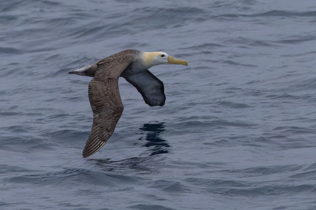 eBird Checklist - 24 Oct 2024 - Floreana--Islote Enderby - 6 species
