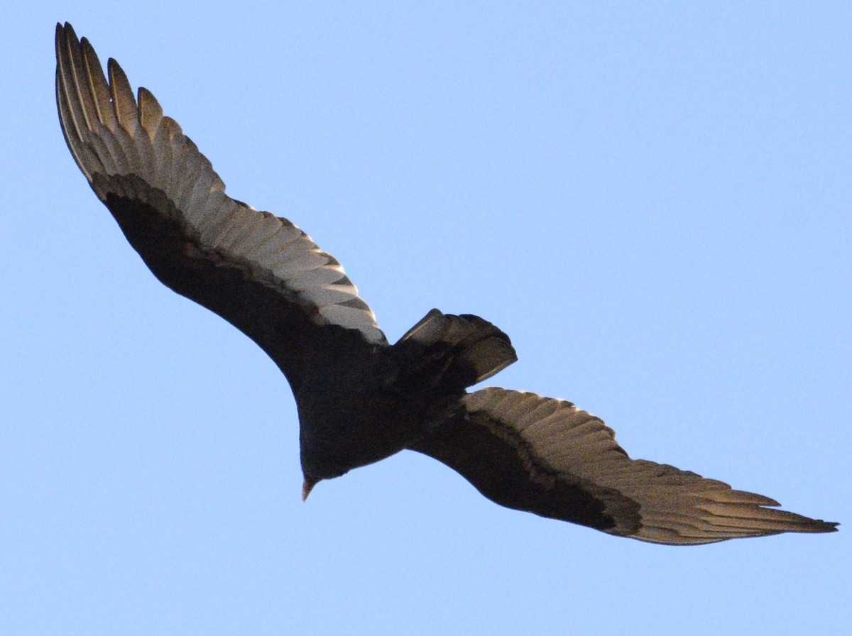 eBird Checklist - 12 Nov 2024 - Ashland Nature Center and Hawk Watch ...