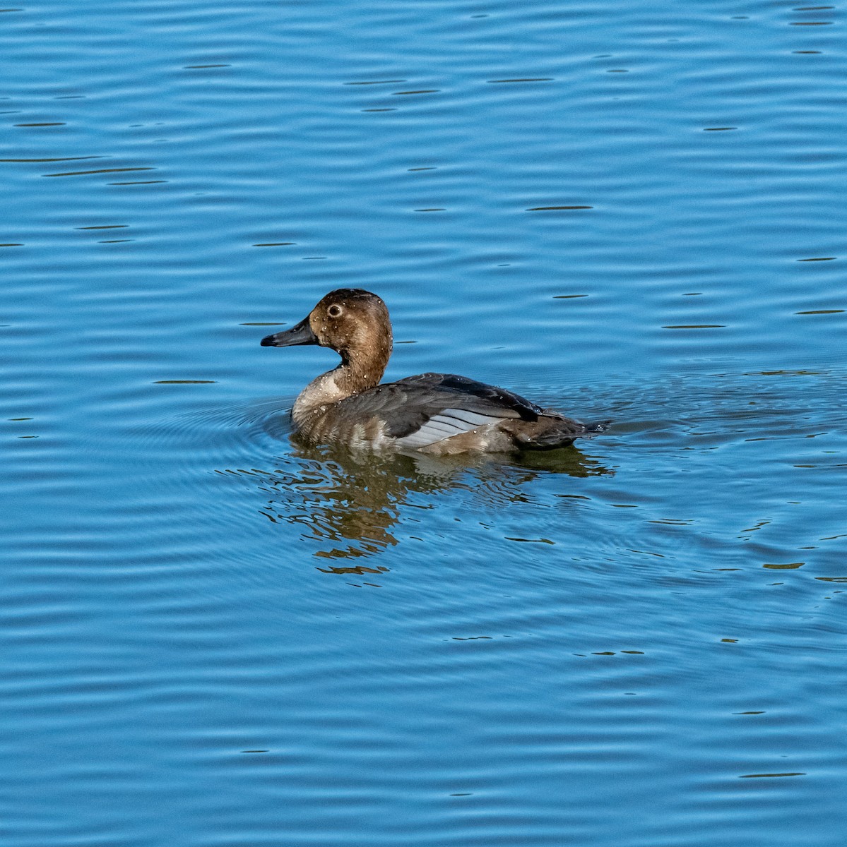 eBird Checklist - 12 Nov 2024 - Murphey Candler Park - 16 species