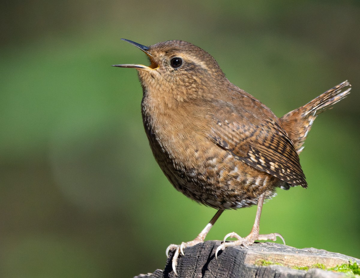 ML626184899 - Pacific Wren - Macaulay Library