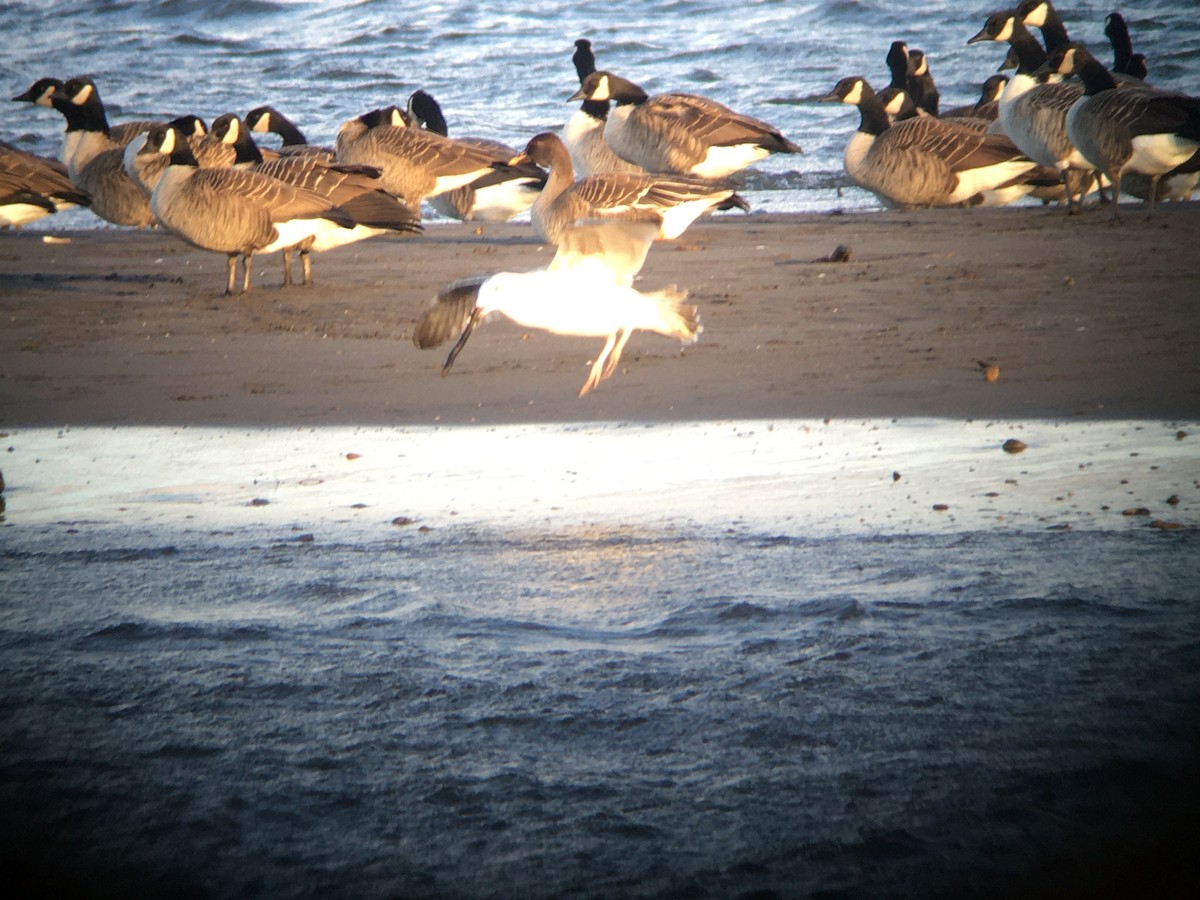 eBird Checklist - 12 Nov 2024 - Baie Rivière Matane - 12 species