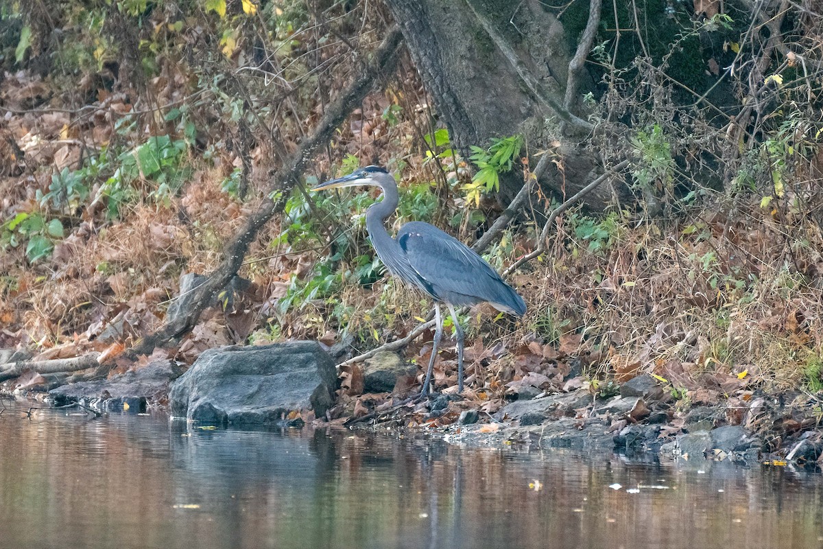 eBird Checklist - 12 Nov 2024 - Shaw's Bridge Park - 33 species