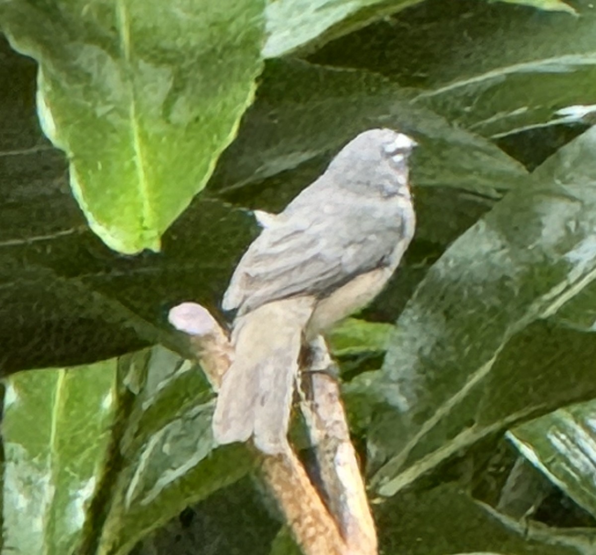 eBird Checklist - 8 Nov 2024 - Arenal--Volcano Lodge and Gardens - 1 ...