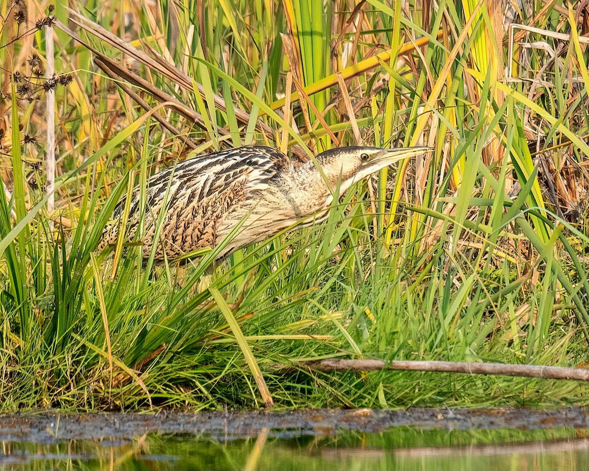 ML626195721 - Eurasian Bittern - Macaulay Library