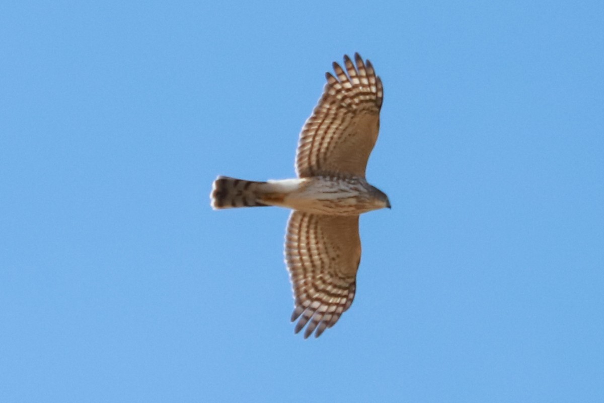 Pennsylvania Bird Atlas Checklist - 13 Nov 2024 - 406 Upper Georges Valley Rd, Spring Mills US ...