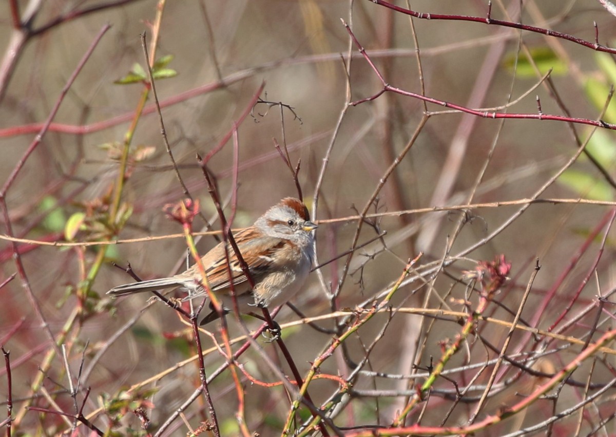 Pennsylvania Bird Atlas Checklist - 13 Nov 2024 - Leaser Lake - 34 species (+1 other taxa)