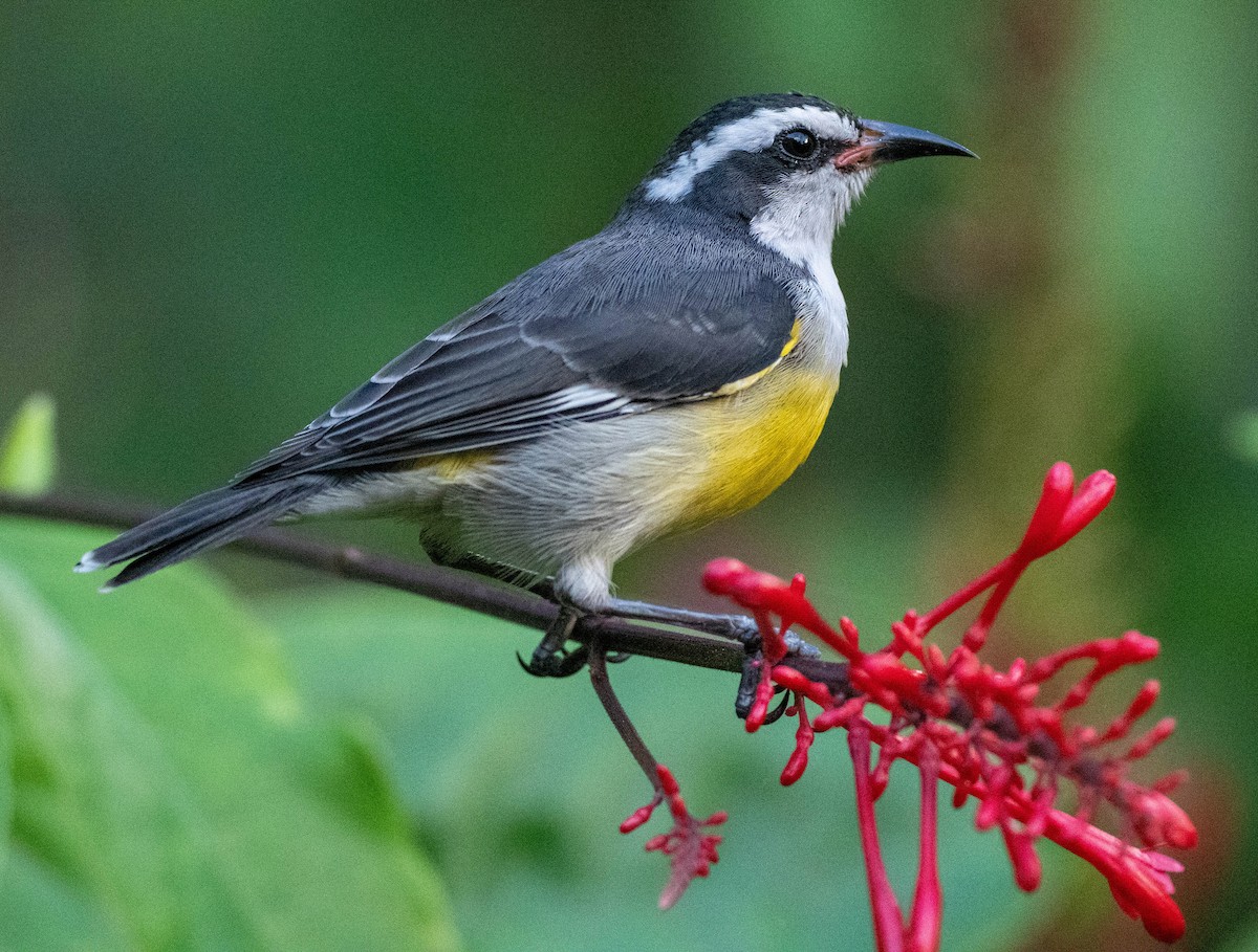 eBird Checklist - 13 Nov 2024 - Gumbo Limbo Nature Center - 1 species