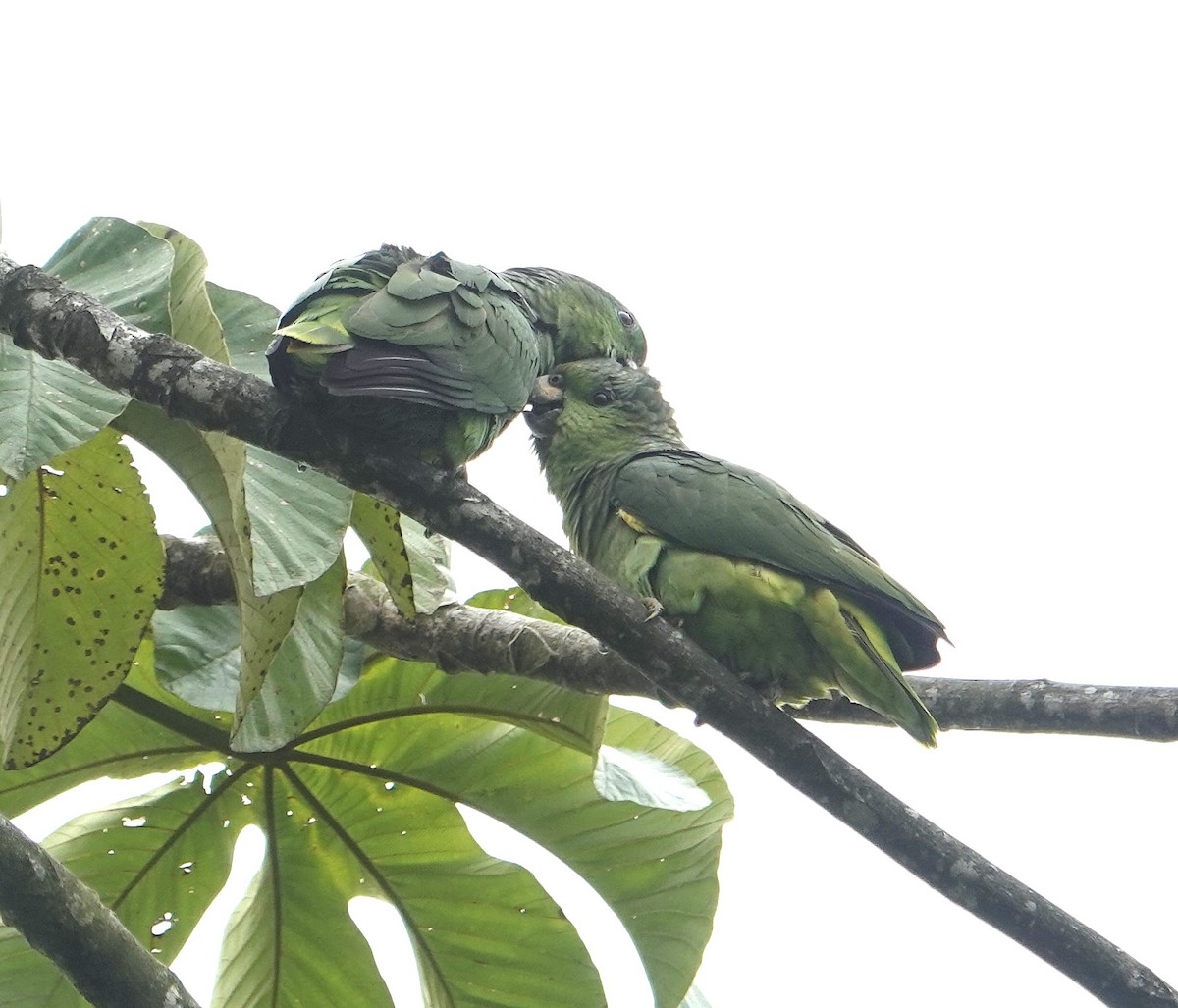 ML626224705 - Scaly-naped Amazon - Macaulay Library