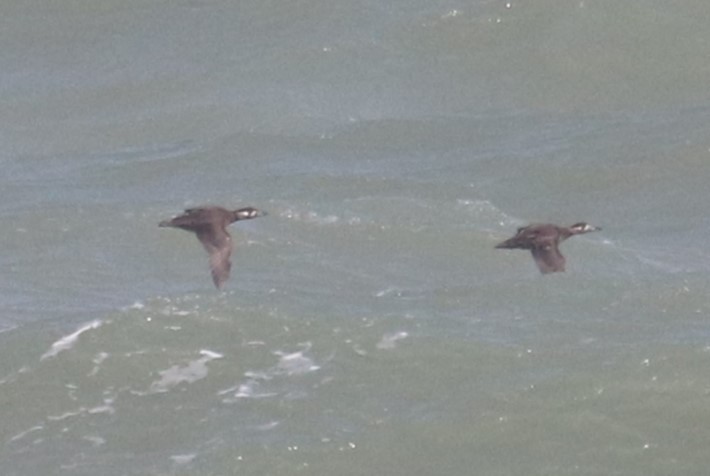 eBird Checklist - 13 Nov 2024 - Cape Canaveral National Seashore ...