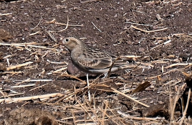 eBird Checklist - 12 Nov 2024 - stakeout Lapland Longspur, Davis Pasture (2018) - 4 species