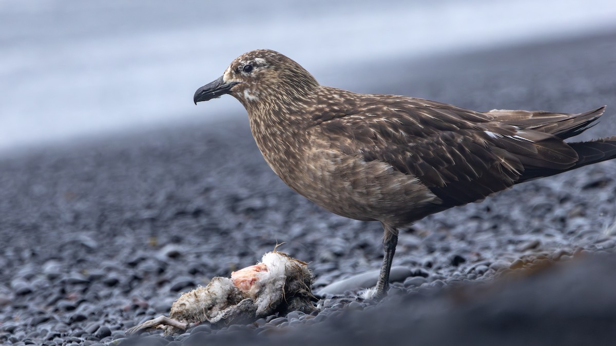 ML626227679 - Great Skua - Macaulay Library