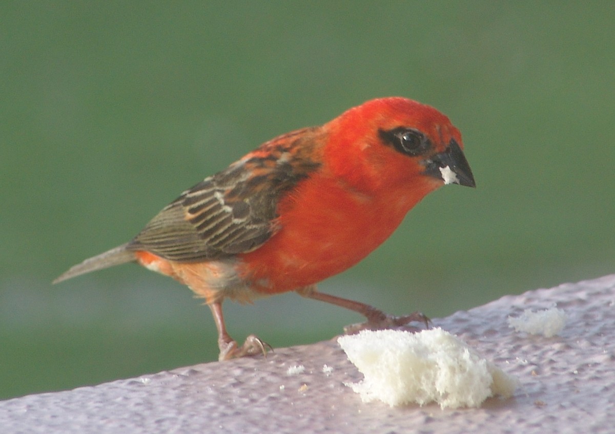 ML626228573 - Red Fody - Macaulay Library