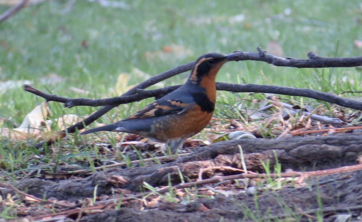 eBird Checklist - 12 Nov 2024 - Irvine Regional Park - 5 species