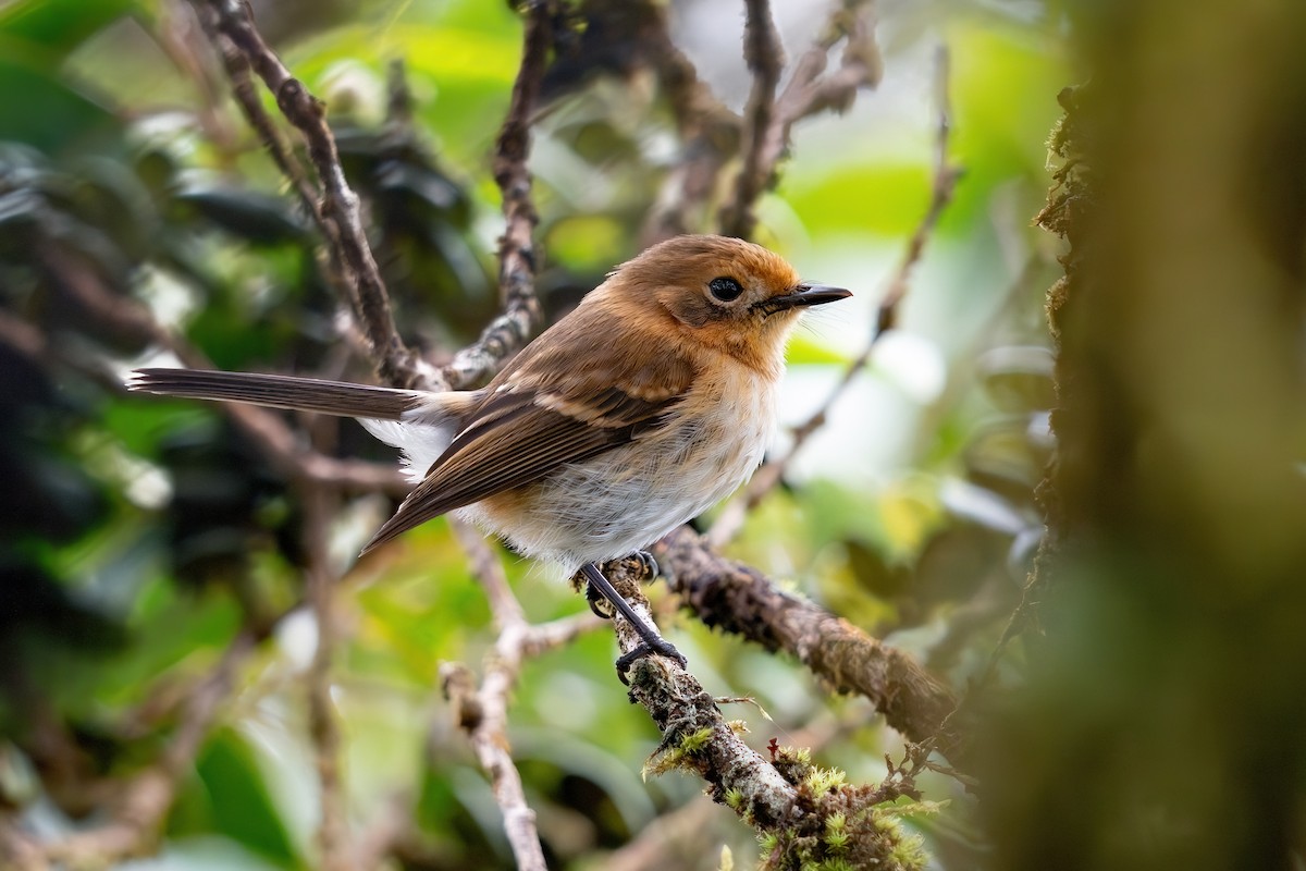 ML626230117 - Oahu Elepaio - Macaulay Library