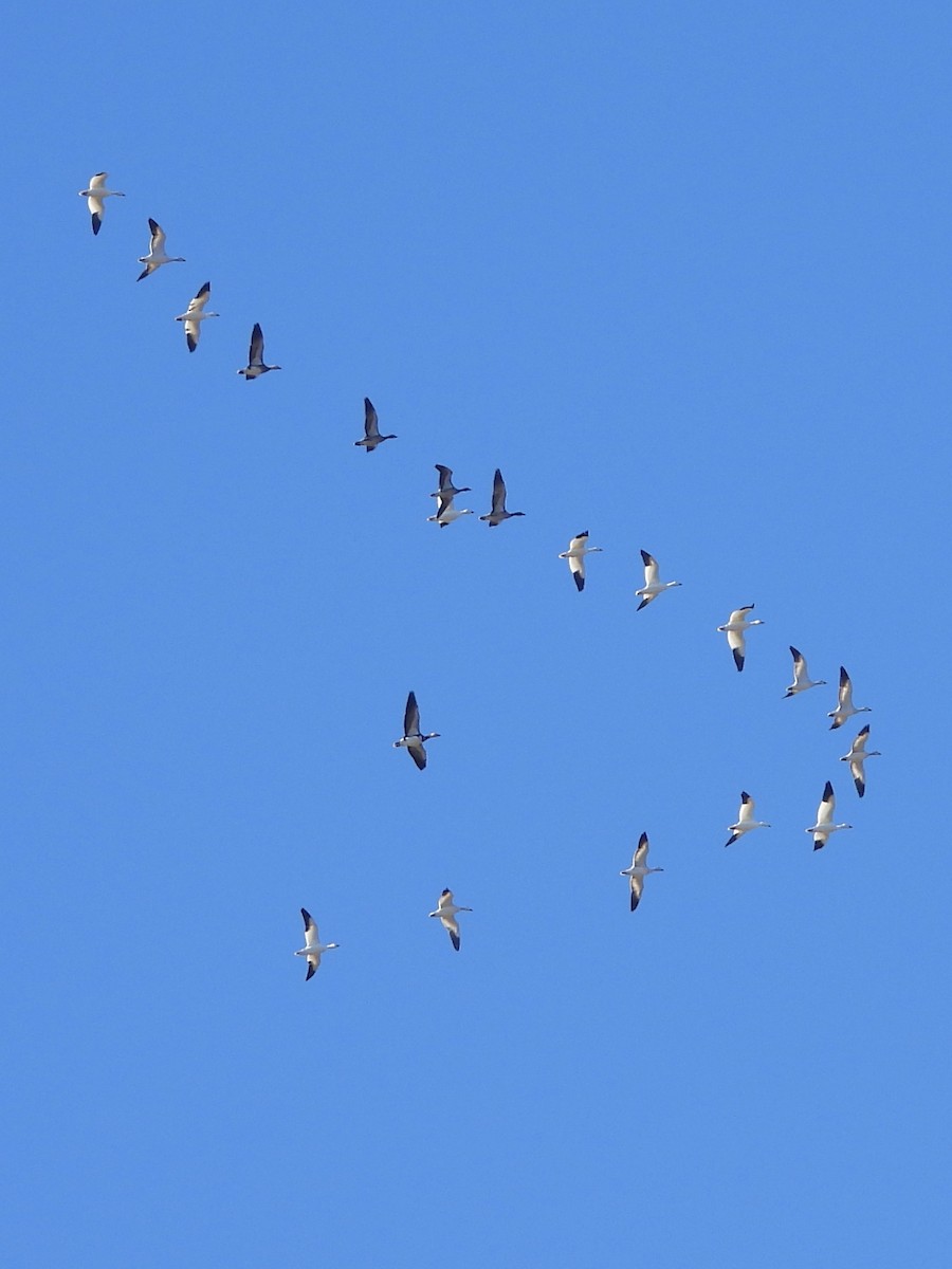 Pennsylvania Bird Atlas Checklist - 13 Nov 2024 - Cape Henlopen SP ...