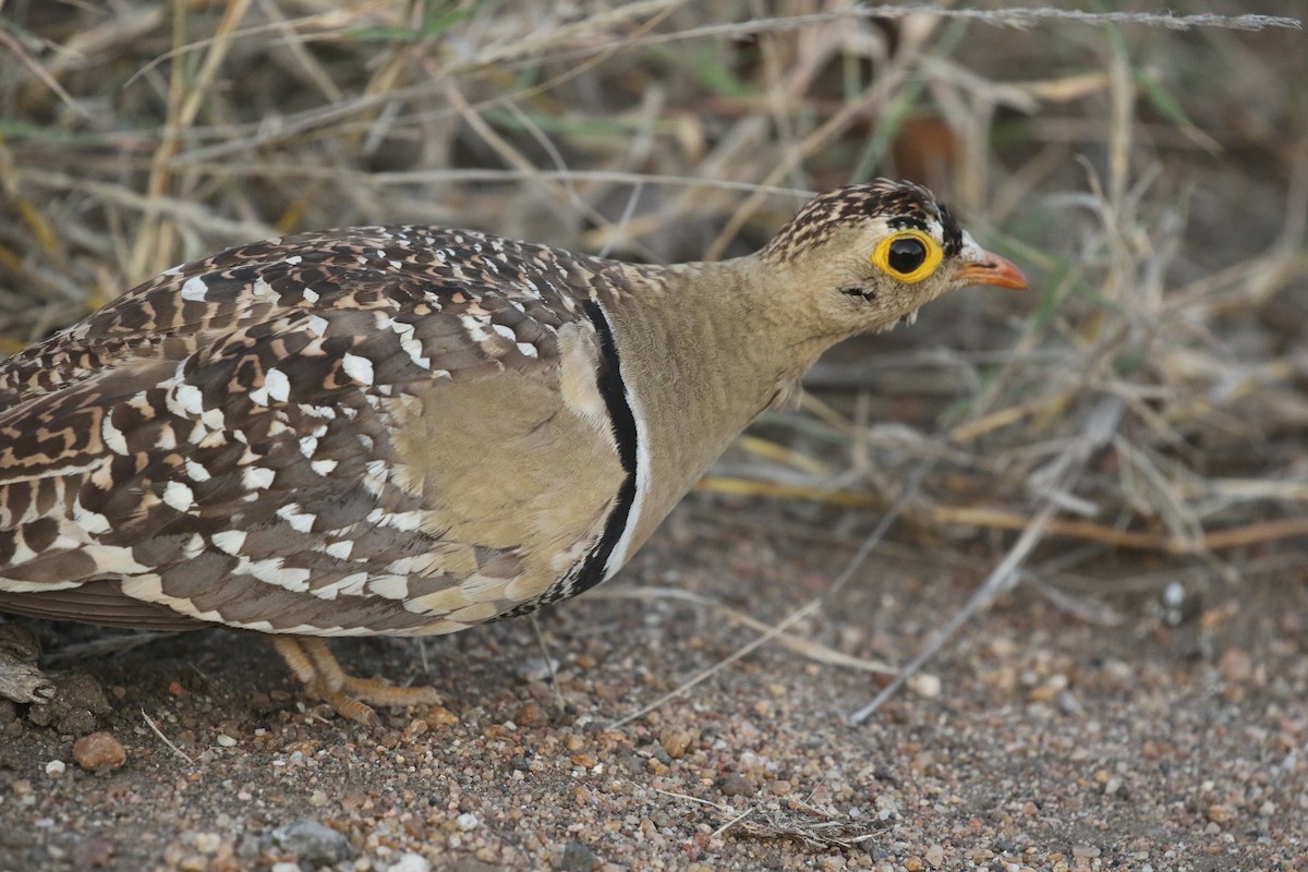 eBird Checklist - 5 Aug 2022 - Kruger NP--Shingwedzi to Babalala/H1-7 ...