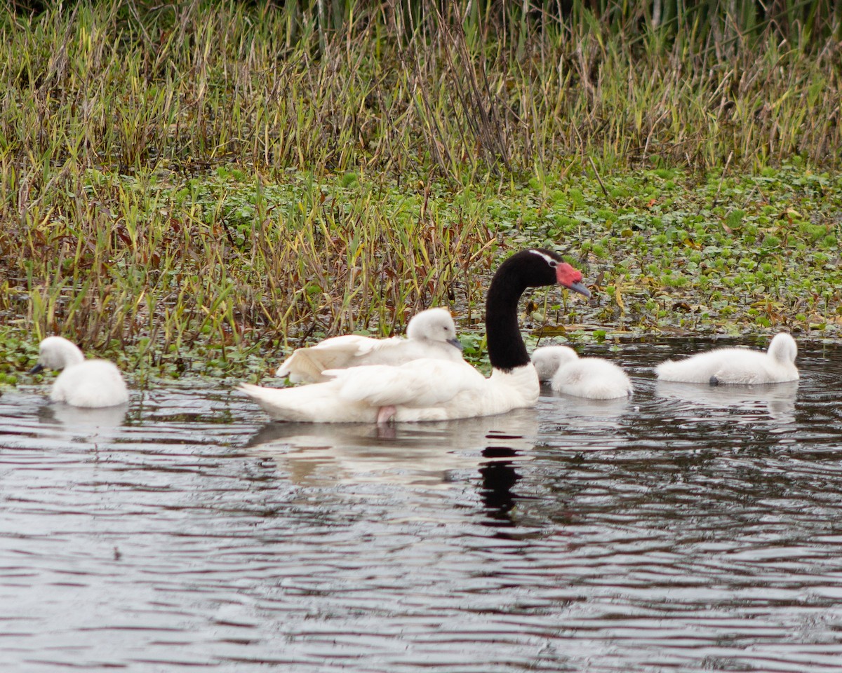 eBird Checklist - 20 Sep 2024 - Humedal Los Batros - 17 species