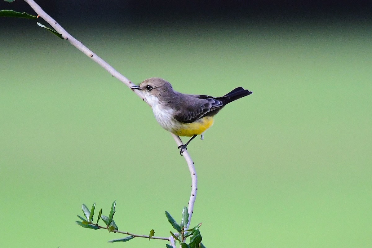 eBird Checklist - 13 Nov 2024 - I.G. Levy Park North (formerly Scranton ...