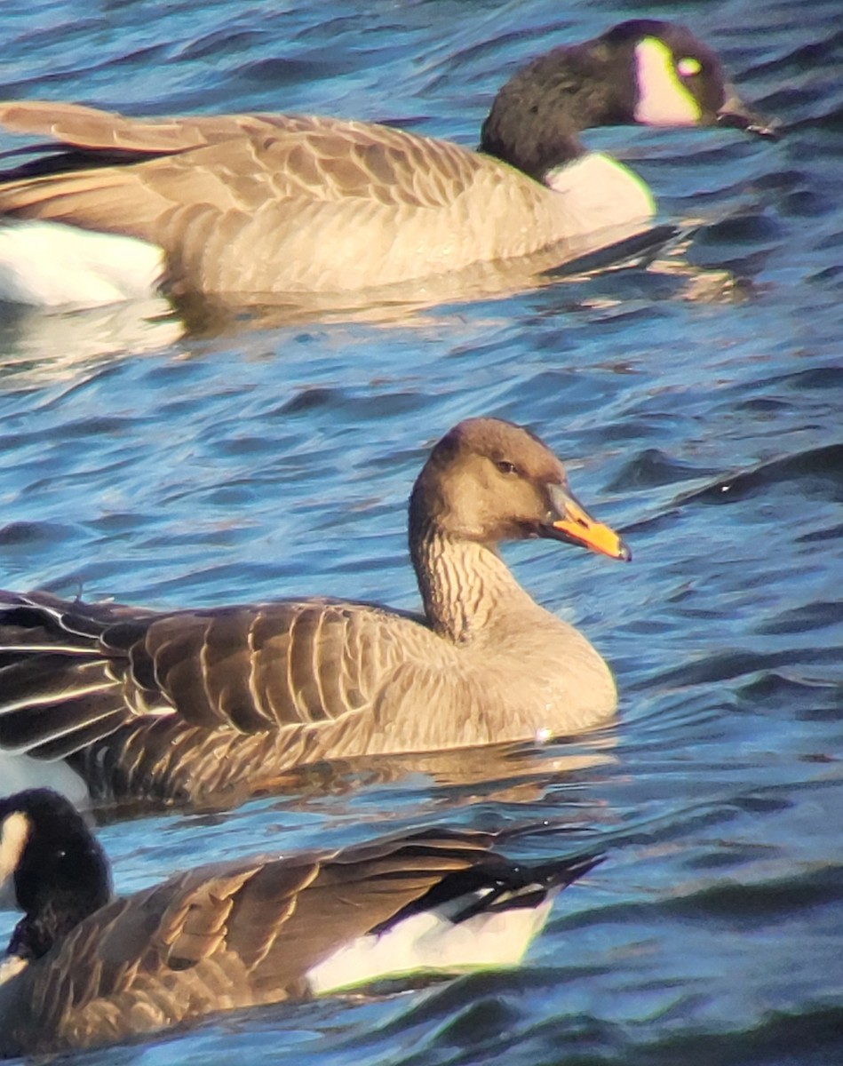 eBird Checklist - 13 Nov 2024 - Baie Rivière Matane - 11 species