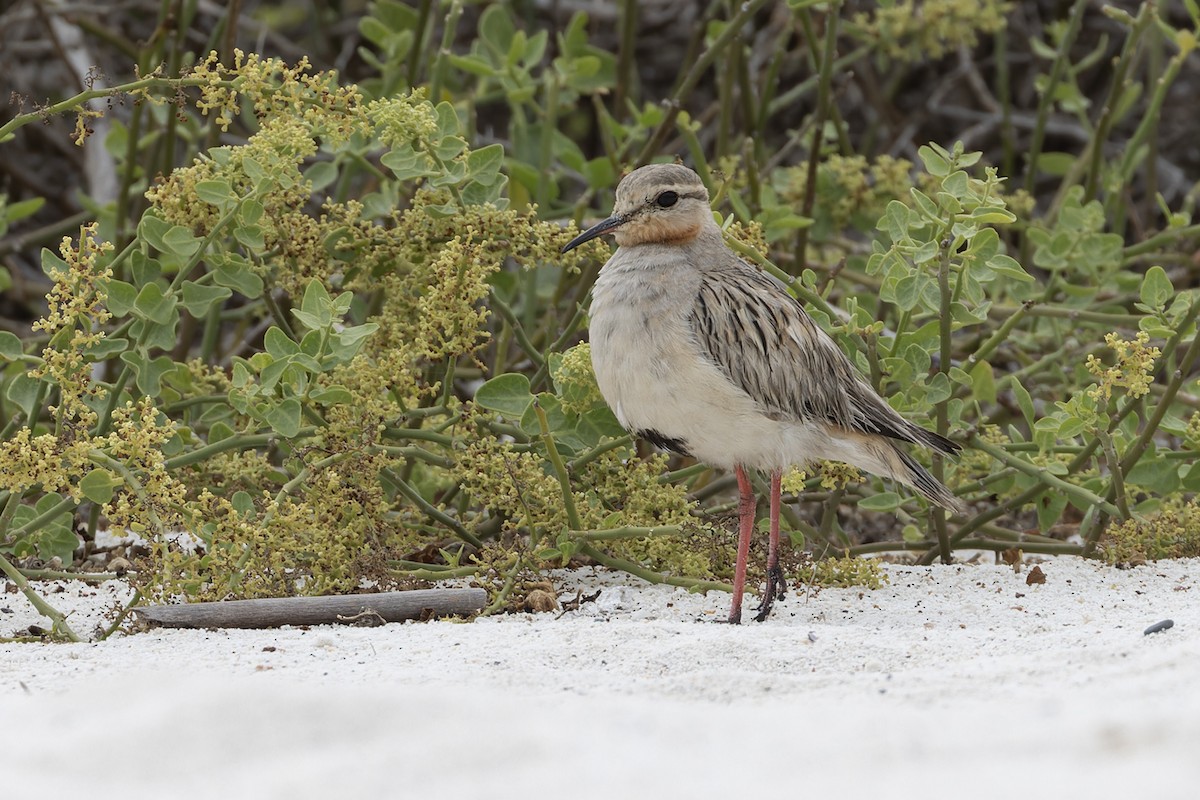 eBird Checklist - 25 Oct 2024 - Española--Bahía Gardner - 13 species