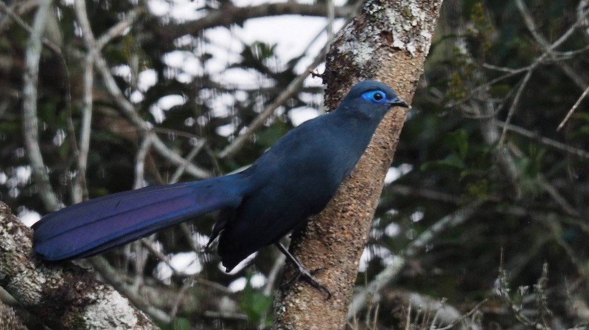 eBird Checklist - 5 Nov 2024 - Andasibe Mantadia National Park ...