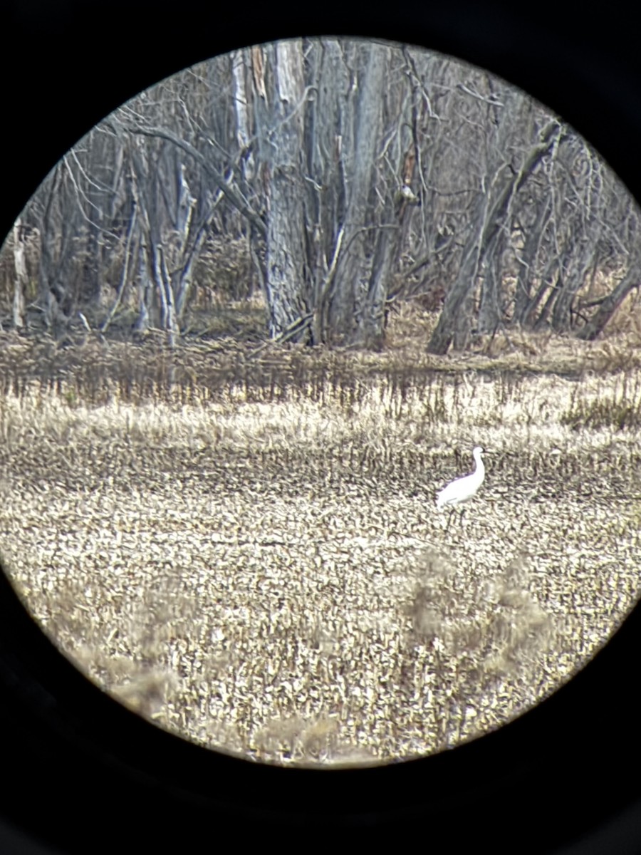 eBird Checklist - 13 Nov 2024 - 3–15 N 2551st Rd, Perú US-IL (41.3000 ...
