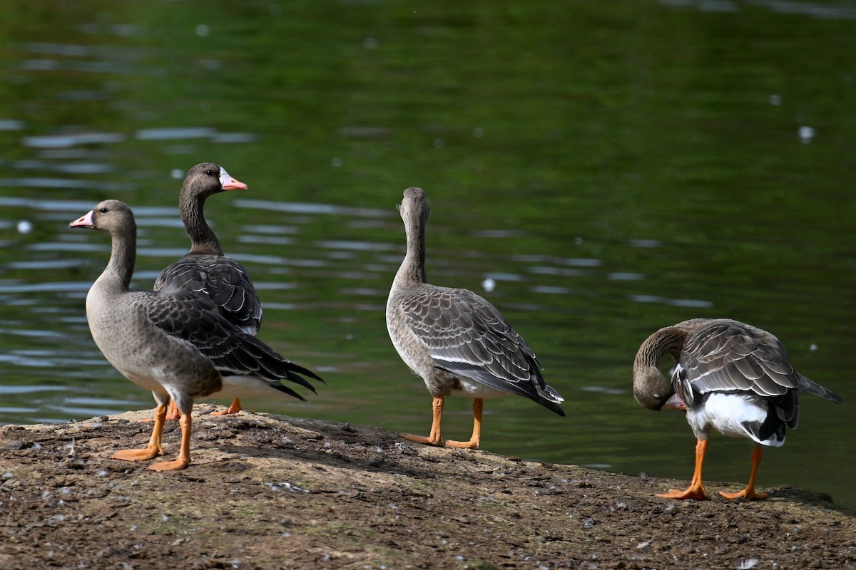 Taiwan Bird Atlas Checklist - 14 Nov 2024 - 金門--蘭洋路農地 - 14 species