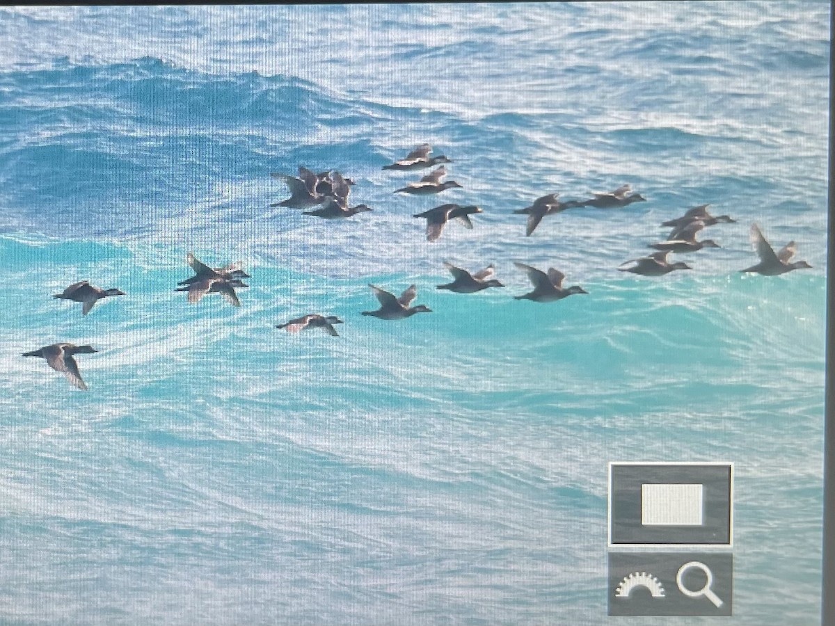 eBird Checklist - 14 Nov 2024 - Boynton Beach Inlet Park - 8 species ...