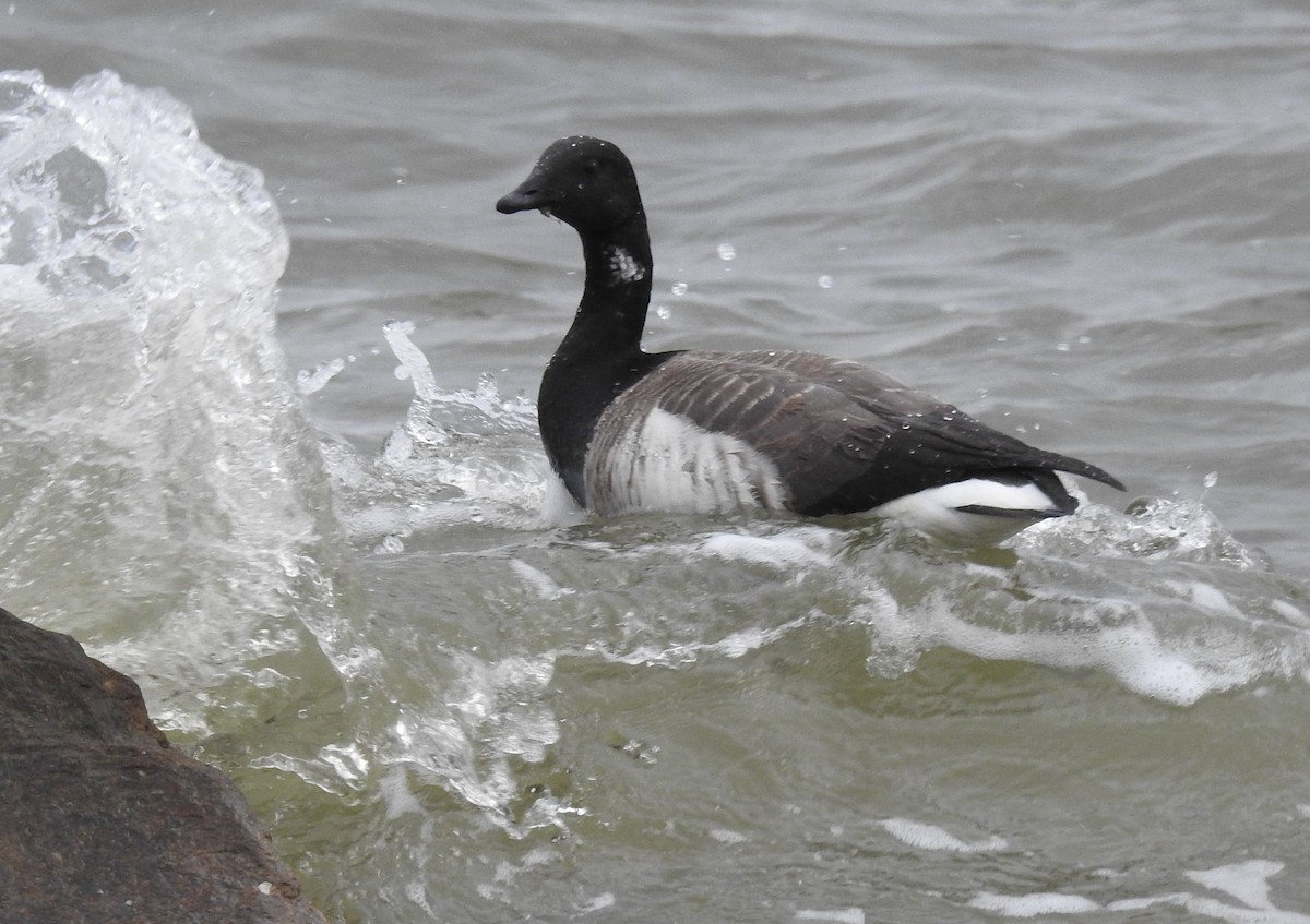 ML626246949 - Brant - Macaulay Library