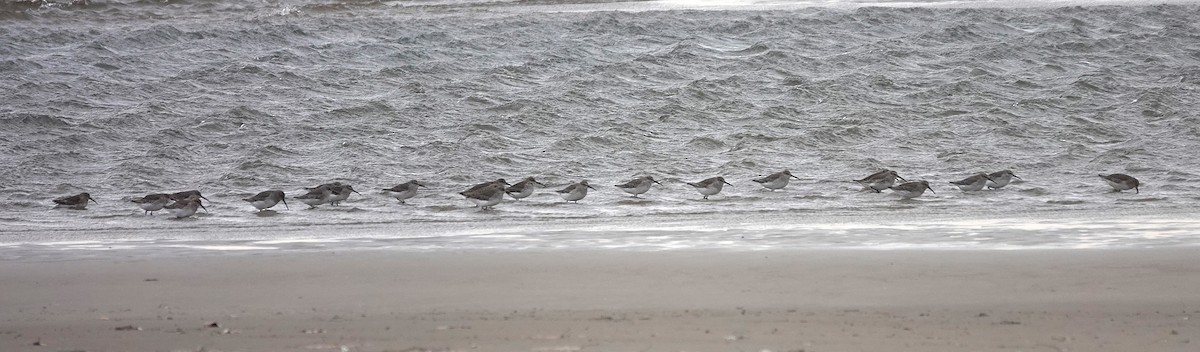 eBird Checklist - 14 Nov 2024 - Presque Isle S.P., Beach 11 - 4 species (+1 other taxa)