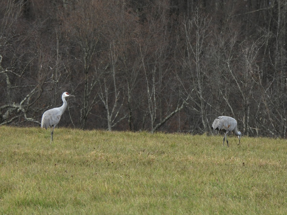 eBird Checklist - 14 Nov 2024 - Broadhead Pond/Wetland - 5 species