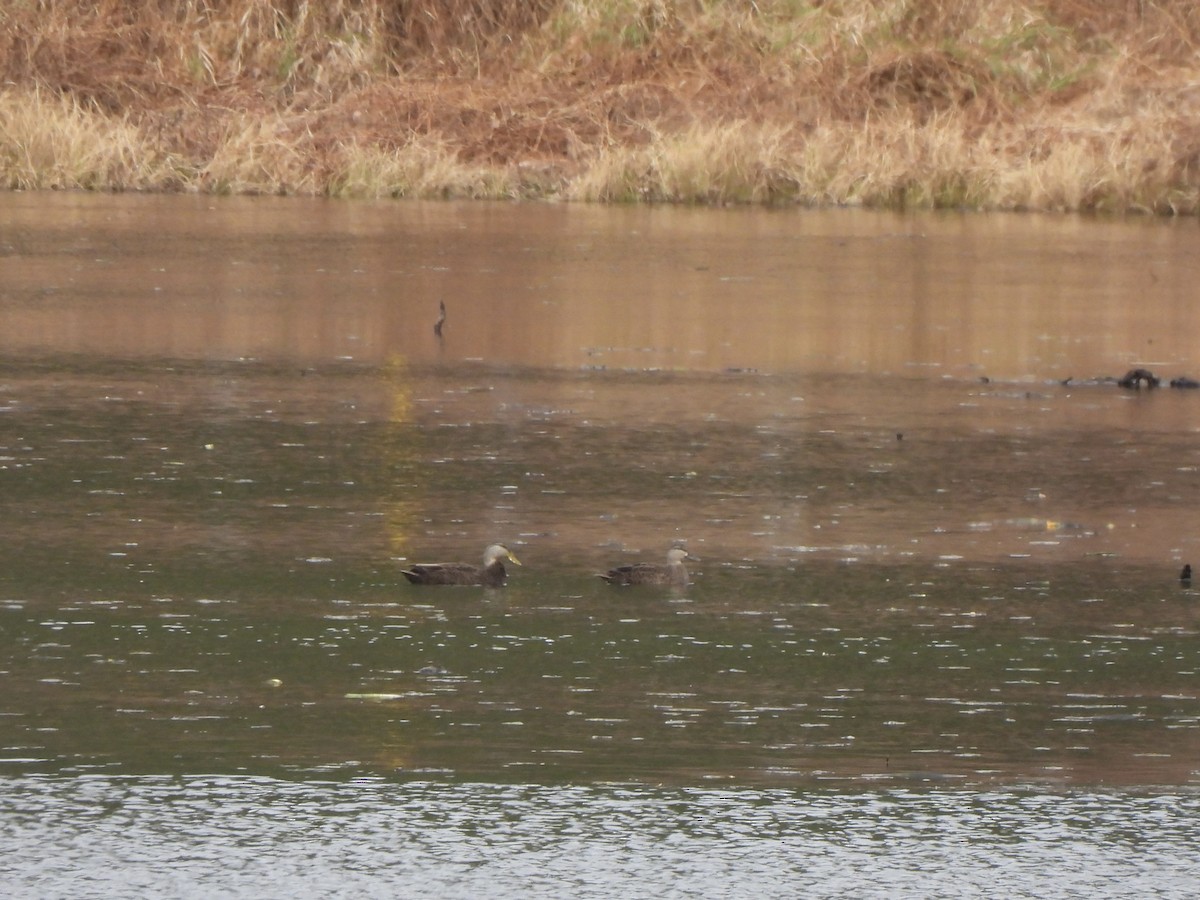 eBird Checklist - 14 Nov 2024 - Stump Pond - 3 species