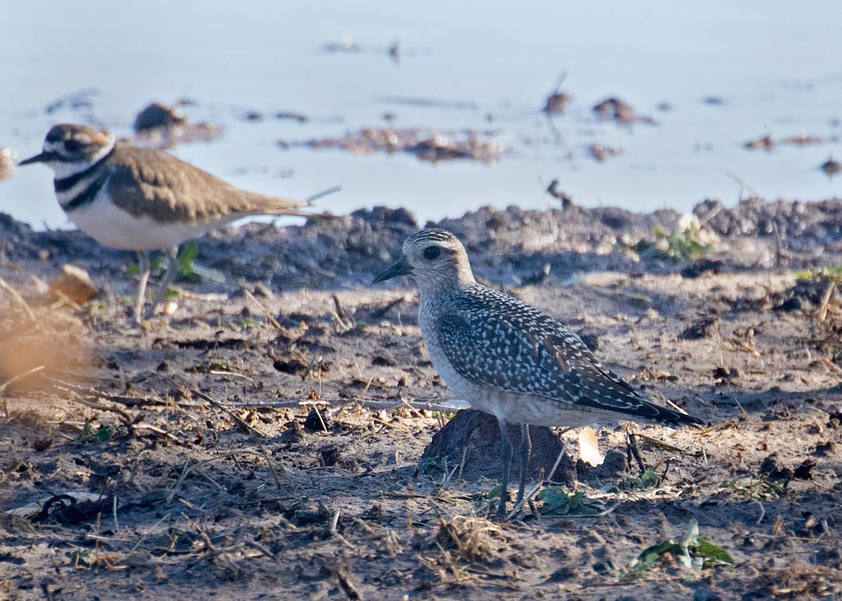 eBird Checklist - 14 Nov 2024 - Bosque del Apache NWR - 39 species