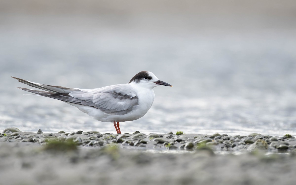 ML626268469 - Common Tern (hirundo/tibetana) - Macaulay Library
