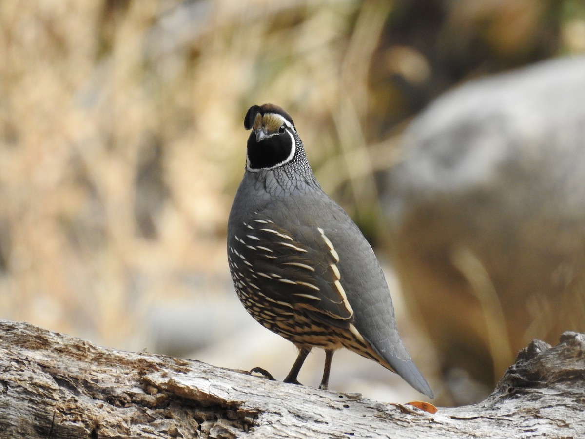 eBird Checklist - 14 Nov 2024 - White Rock Rd. at Bear Creek - 30 species