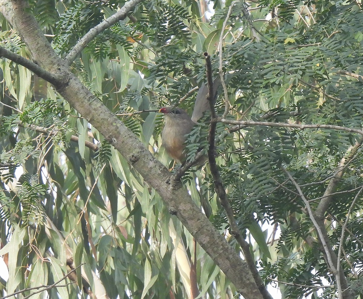 eBird Checklist - 11 Nov 2024 - Jarakebande Kavalu Butterfly Park ...