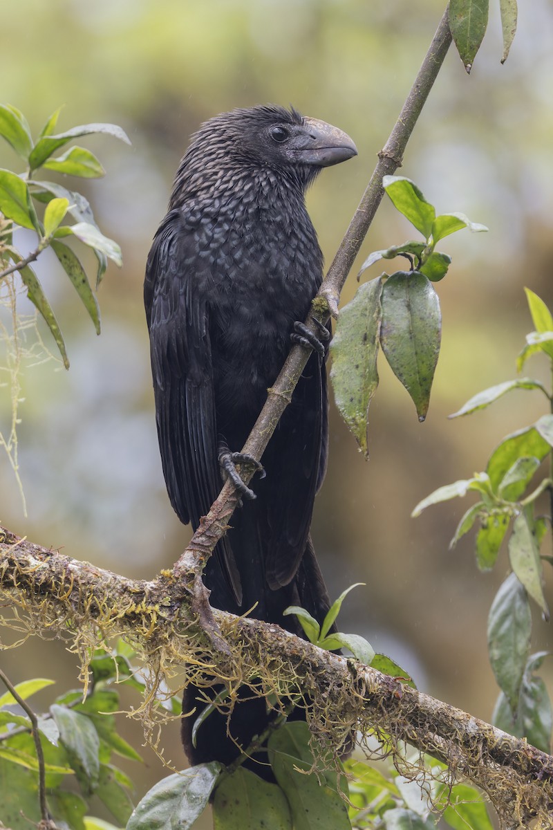 eBird Checklist - 27 Oct 2024 - Santa Cruz--Los Gemelos (senderos y ...