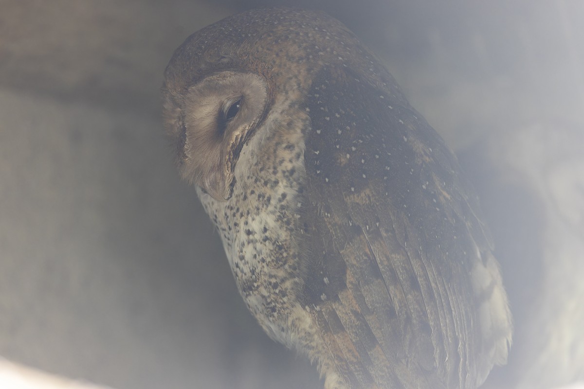 eBird Checklist - 27 Oct 2024 - Santa Cruz--Túnel de lava largo ...