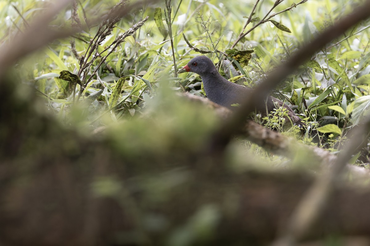 eBird Checklist - 27 Oct 2024 - Santa Cruz--Túnel de lava largo ...