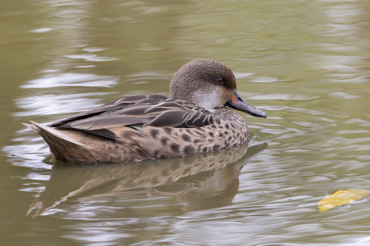 eBird Checklist - 27 Oct 2024 - Santa Cruz--Rancho Primicias - 5 species