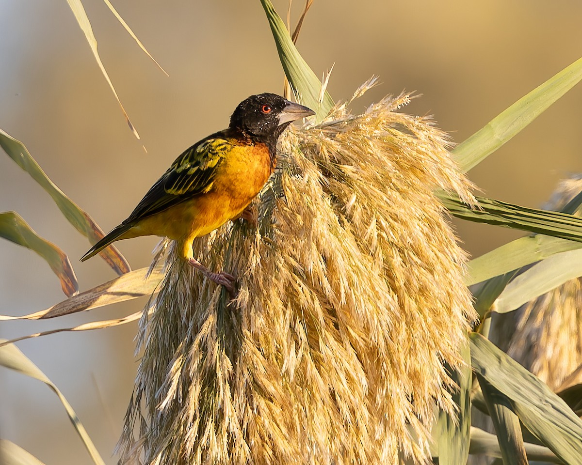 eBird Checklist - 15 Nov 2024 - Al Jahra Farms - 10 species