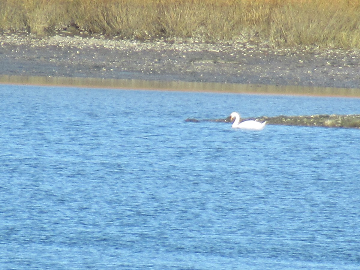 eBird Checklist - 13 Nov 2024 - Marshlands Conservancy - 32 species