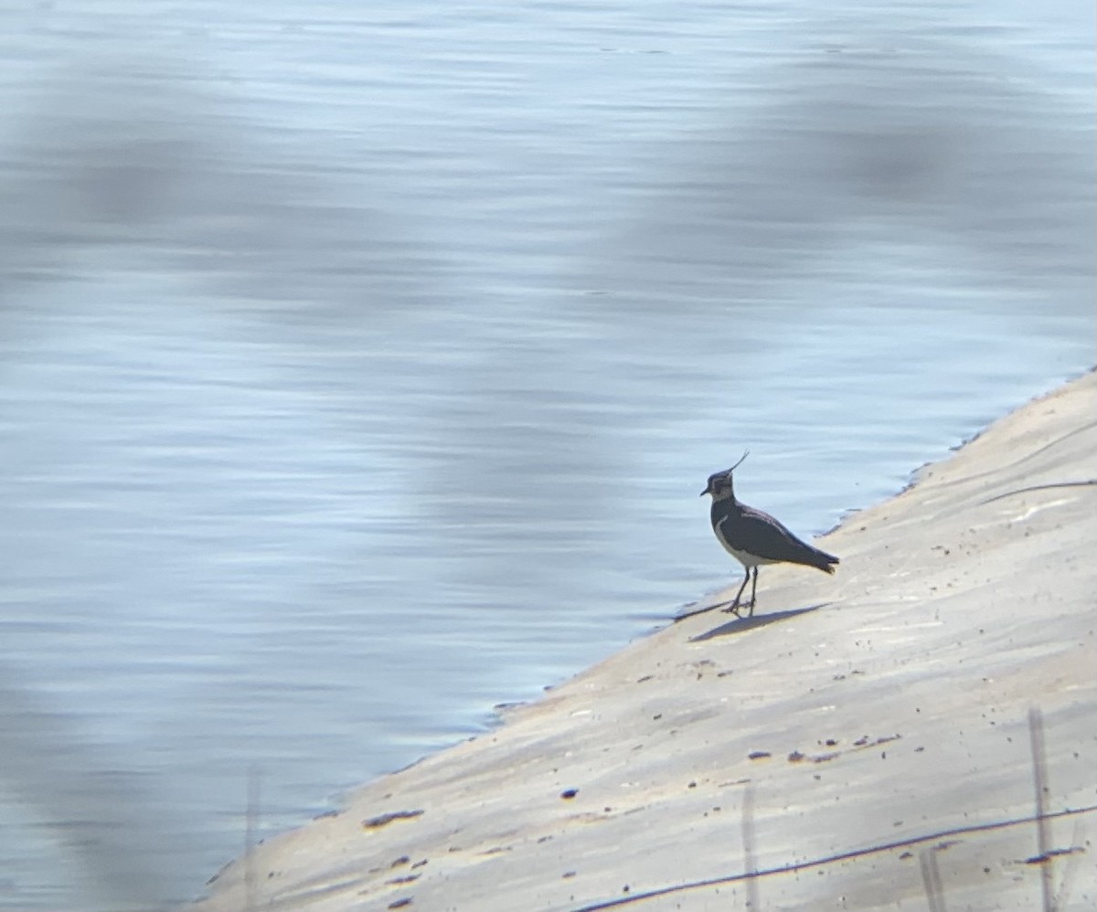 eBird Checklist - 15 Nov 2024 - Kfar Etzion WTP מט"ש כפר עציון - 29 species