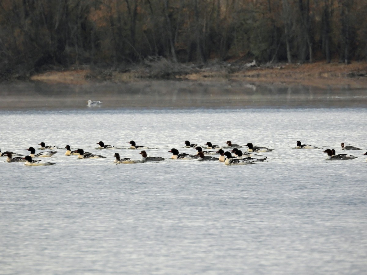 eBird Checklist - 15 Nov 2024 - Helena Valley Regulating Reservoir - 13 ...