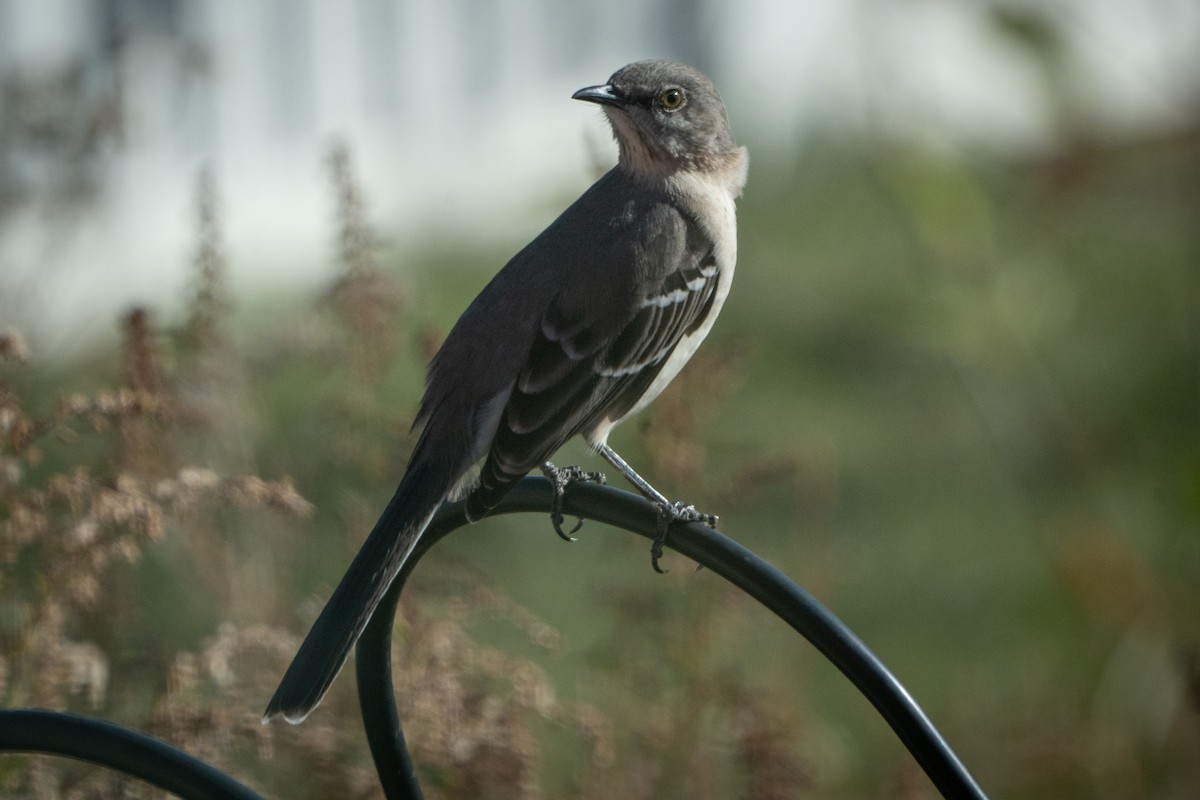 eBird Checklist - 15 Nov 2024 - My Yard - 5 species